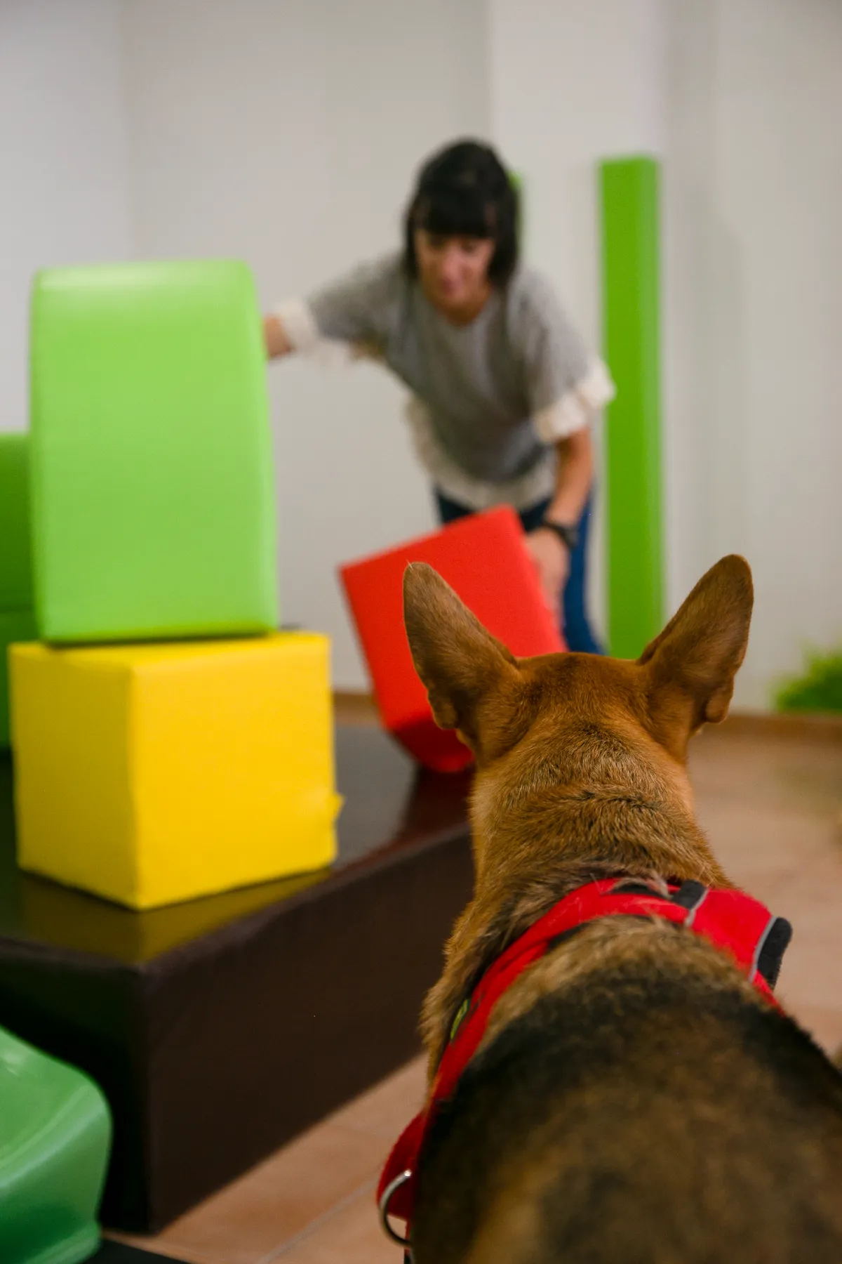 Terapia con animales Zaragoza | Especialista | Psicorp.es